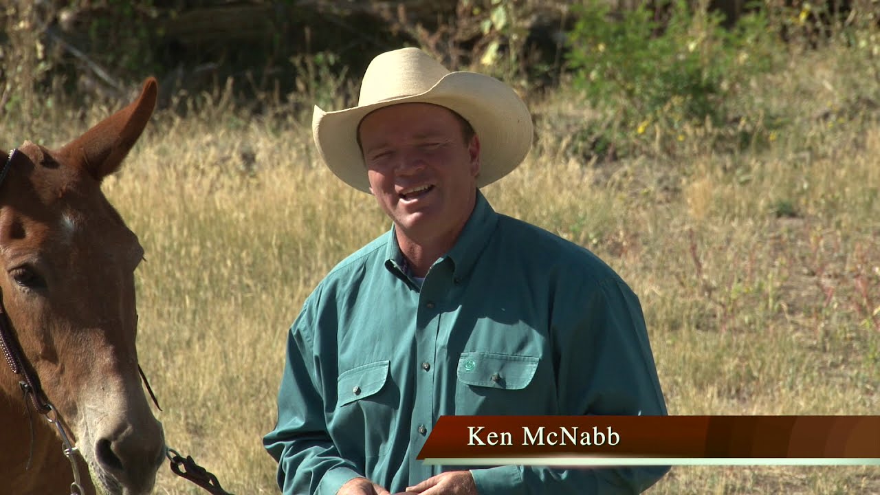 Training Mules (Part 1: Resolving Issues with Mounting, Softness ...