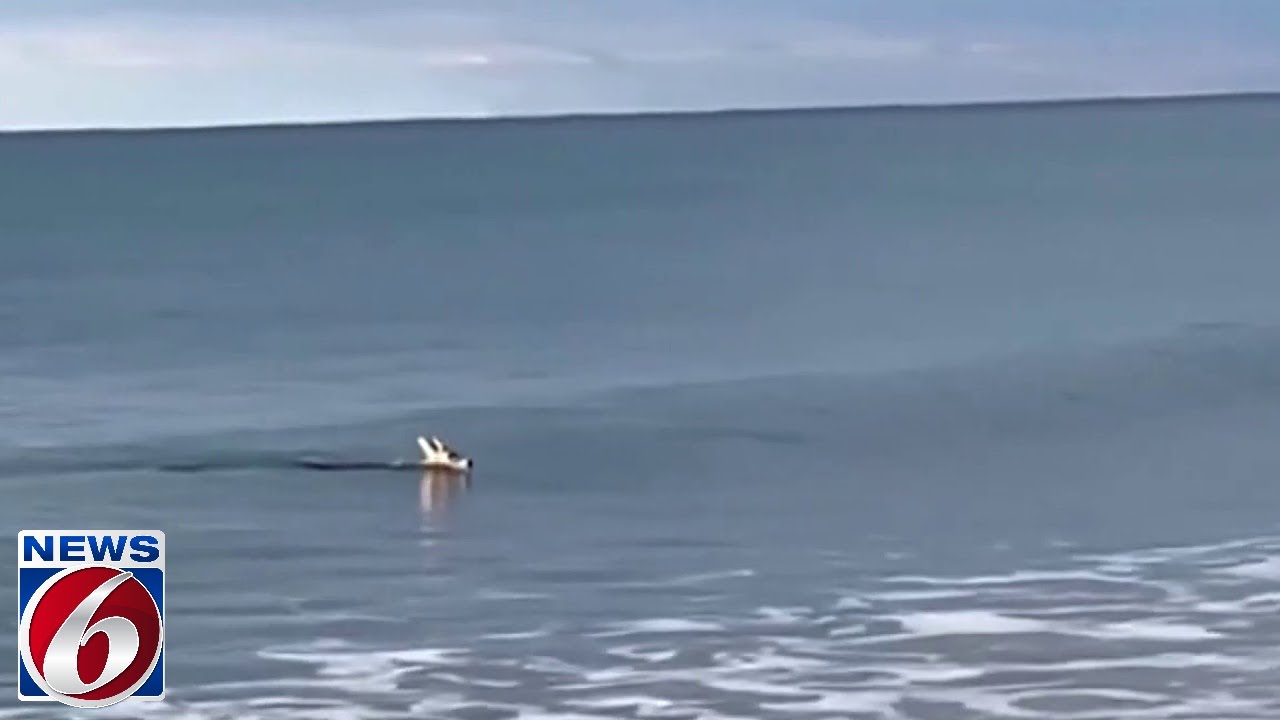Video captures deer swimming -- in the ocean - YouTube
