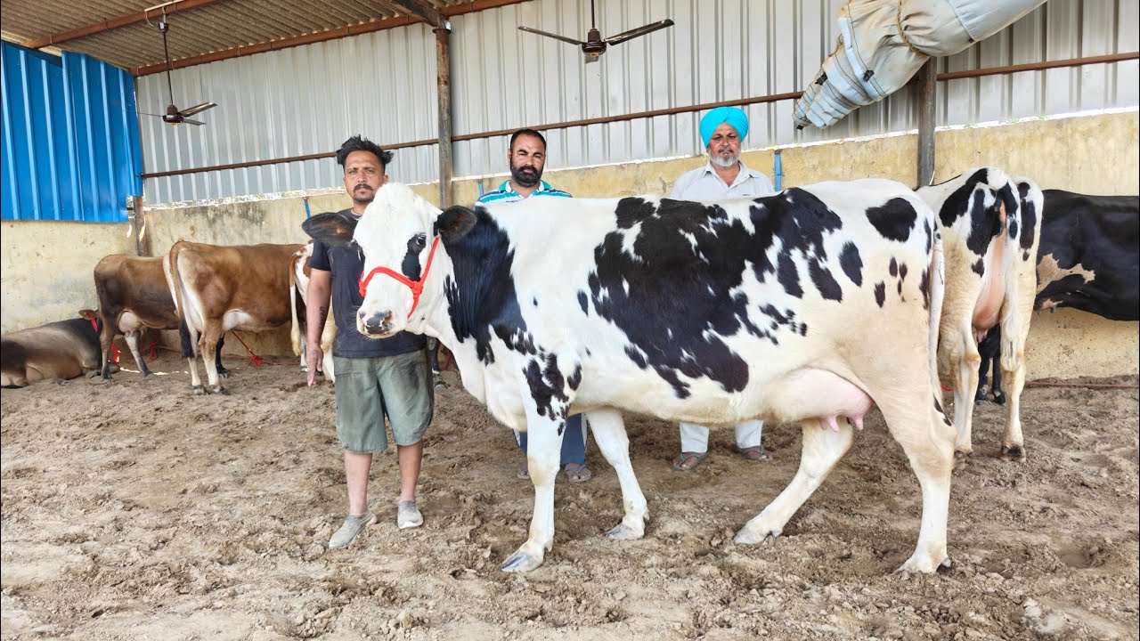 24 ਗਾਵਾਂ ਪ੍ਰਦੀਪ ਲੋਹਾਖੇੜਾ ਵਾਲੇ ਕੋਲ ਵਿਕਾਊ, 24 Cows for sale - YouTube