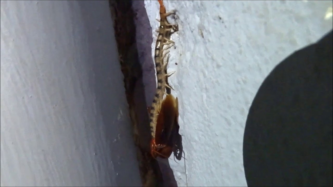 GIANT CENTIPEDE VS COCKROACH - YouTube