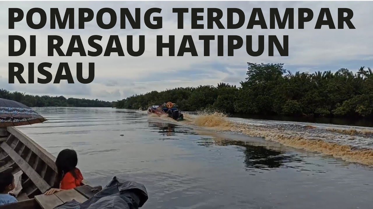 POMPONG TERDAMPAR DI POHON RASAU HATIPUN RISAU - YouTube