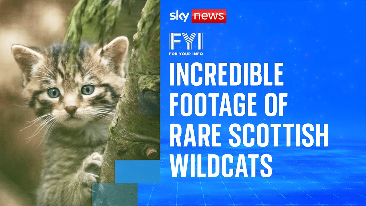 Rare footage of critically endangered Scottish wildcat kittens | FYI ...