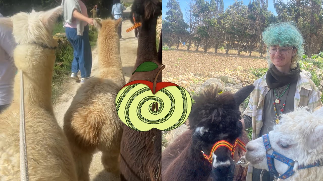 Walking Alpacas Silent Vlog - YouTube