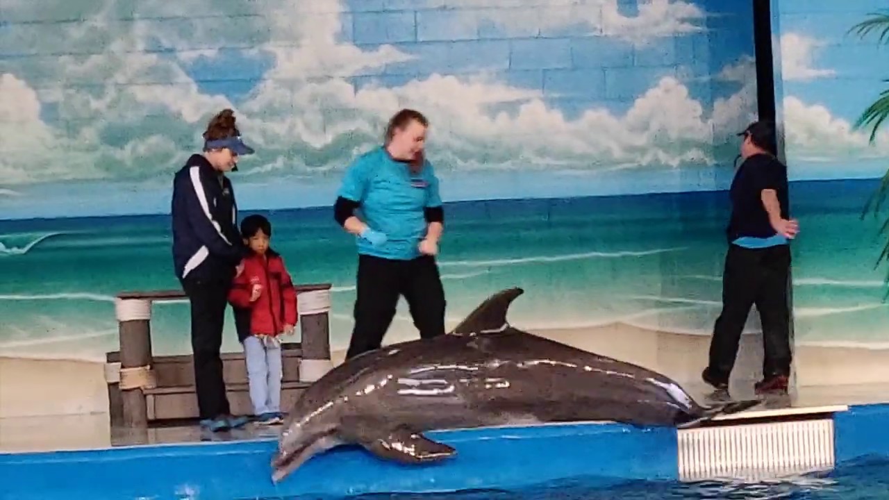 Ocean Adventures Marine Park - YouTube