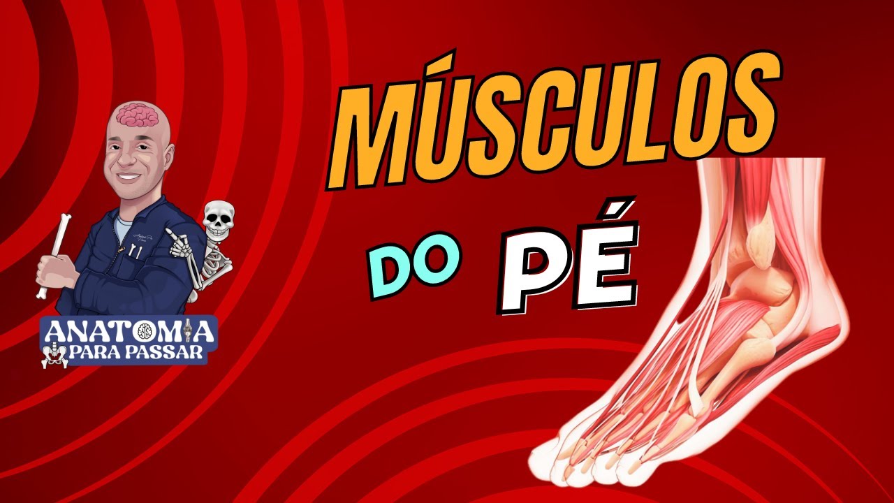 Anatomia dos músculos do pé - YouTube