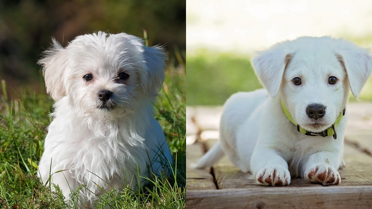 Funny Puppies BEST OF Cute and Funny 😂 Puppies Videos Compilation 2020 ...