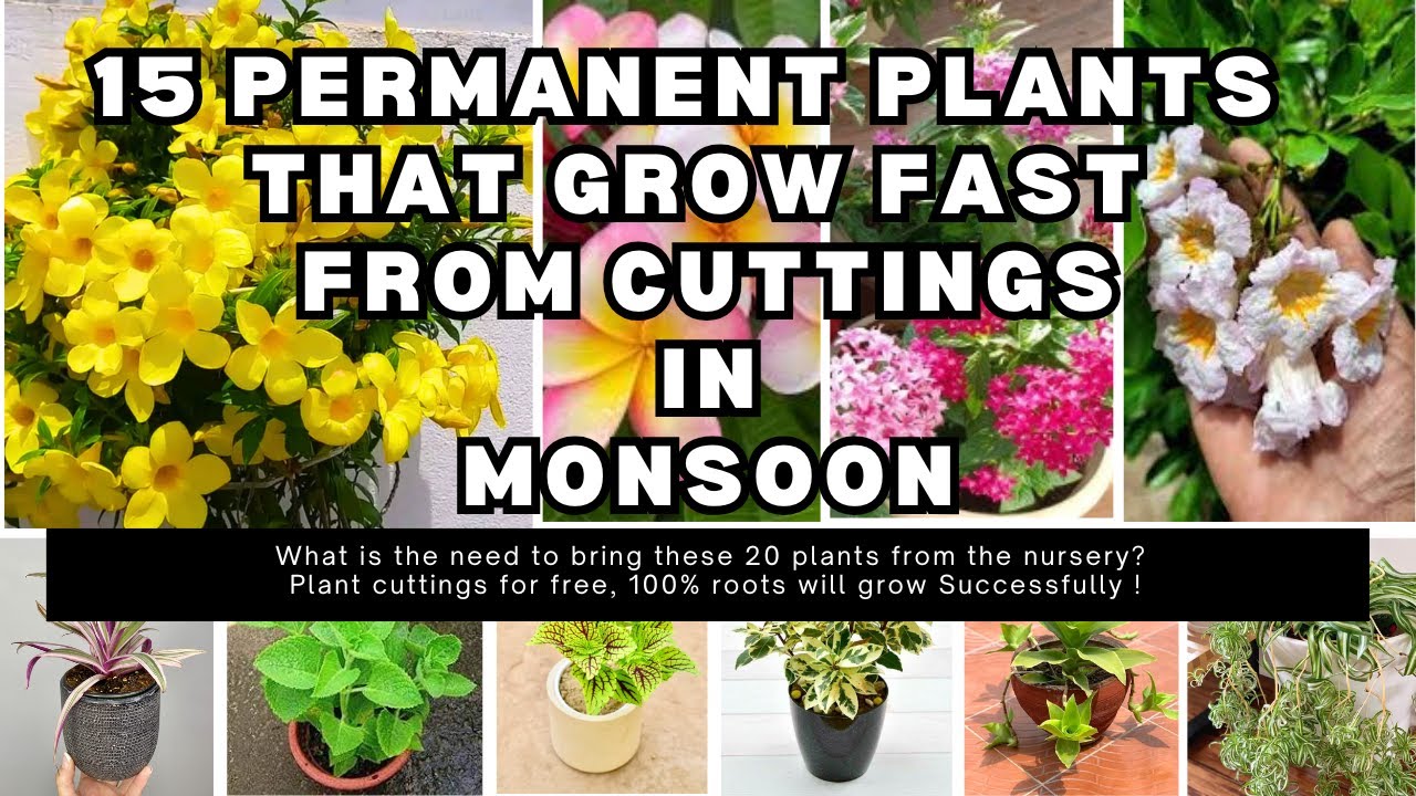 15 permanent plants grow fast from cuttings in July monsoon, roots ...