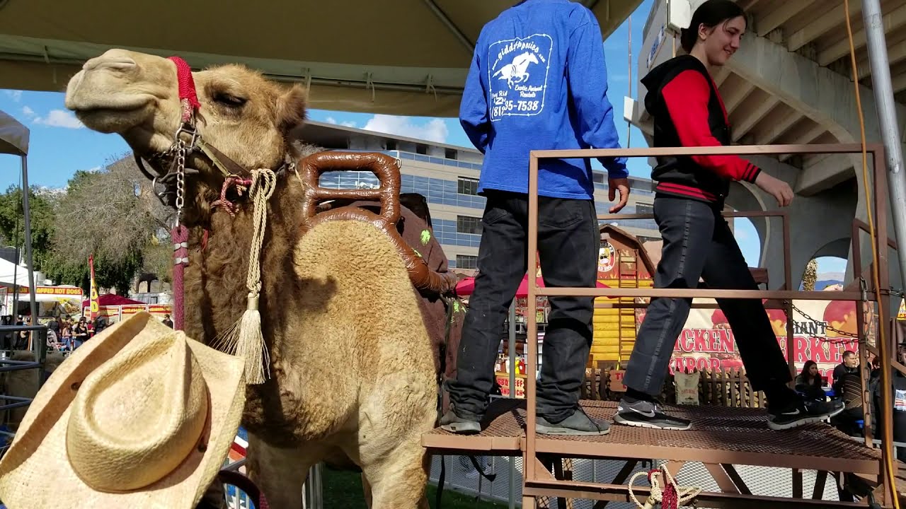 Camel Rides In Indio, CA - YouTube