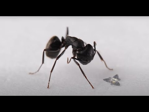 Microflier: The smallest-ever human-made flying microchip - YouTube