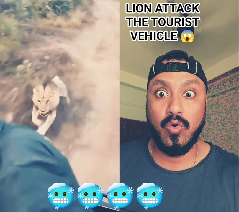 lion attack on tourist vehicle🥶#lion #tourist #shorts #short #viral #viralvideo #youtubeshorts ...