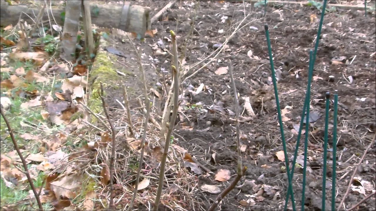 Zwarte bes cassis - YouTube