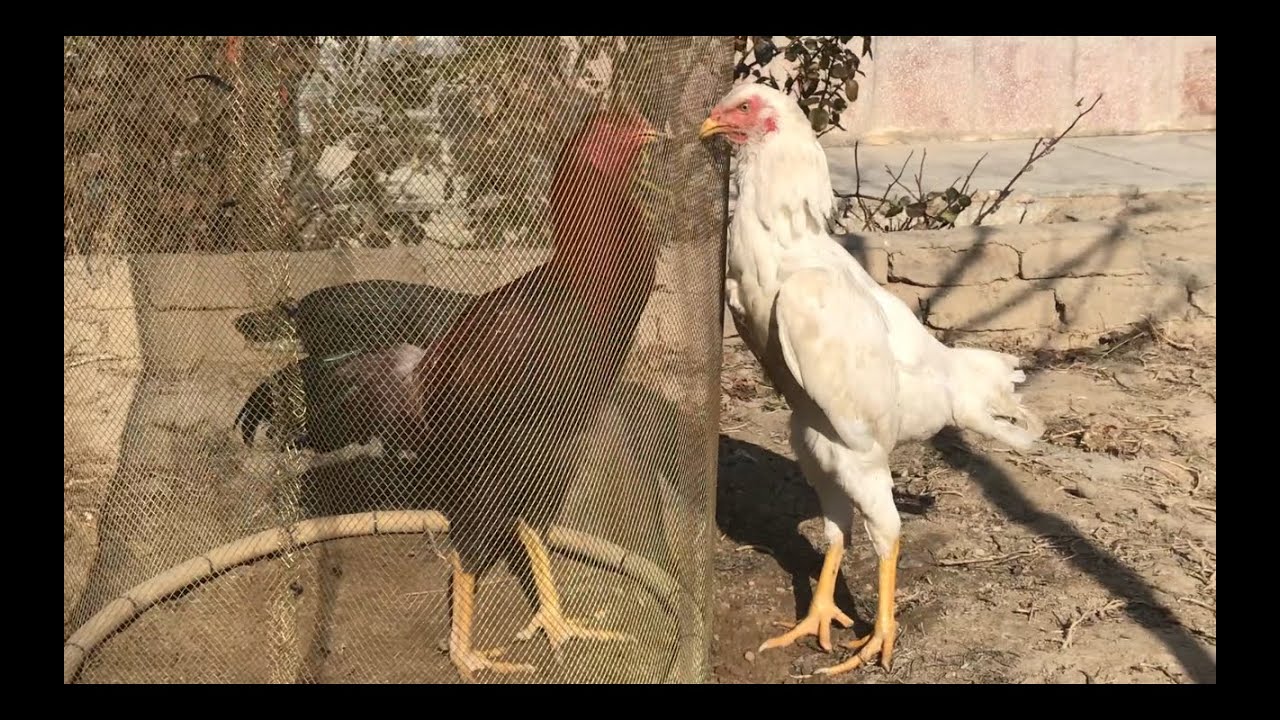 کلنگی || Kolangi || Aseel Rooster || Hint horoz dövüşü - YouTube