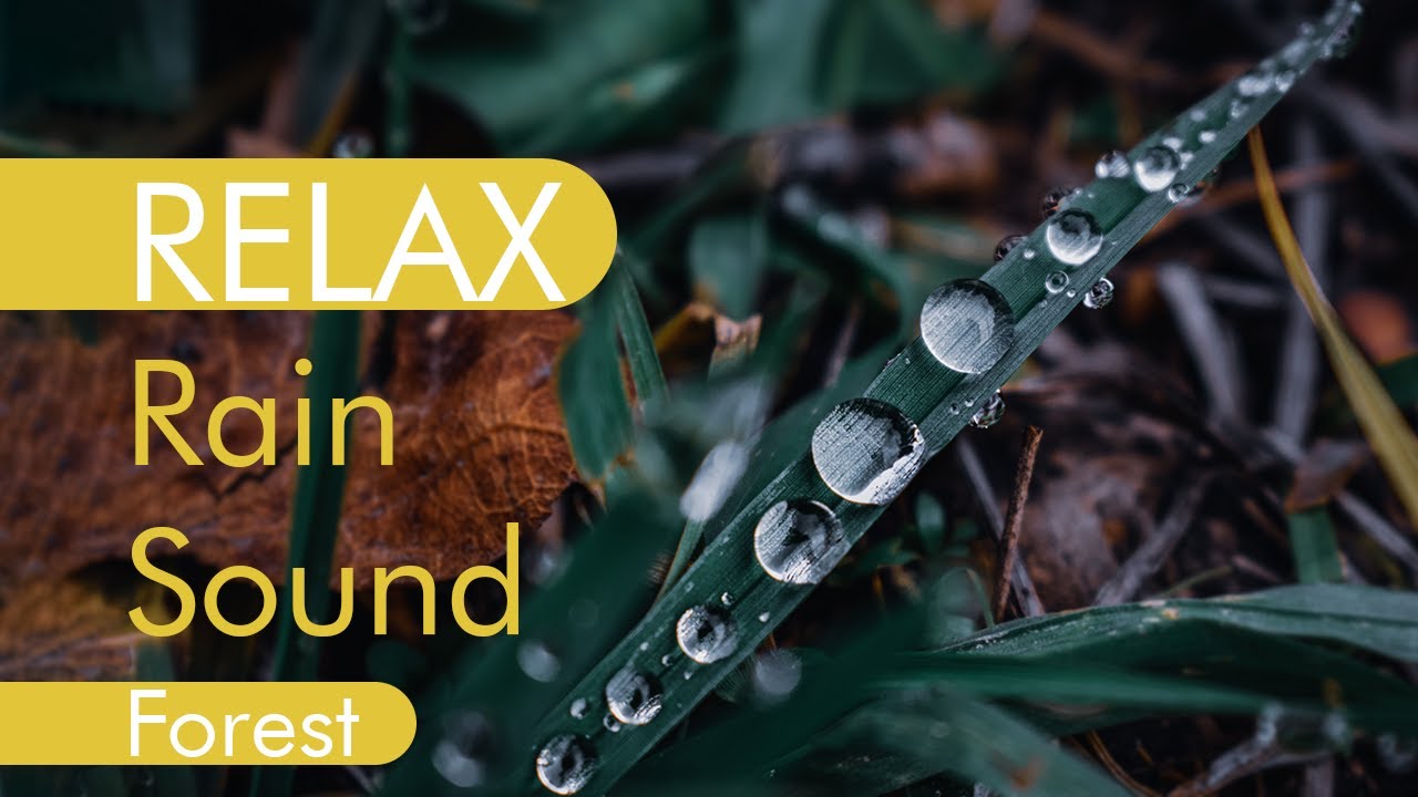4 hours of rain sound in the forest, for relax on working, studying or ...