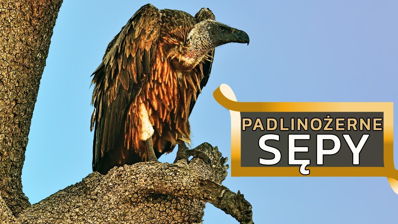 Sęp – pożyteczny ptak czy symbol pazerności? - YouTube