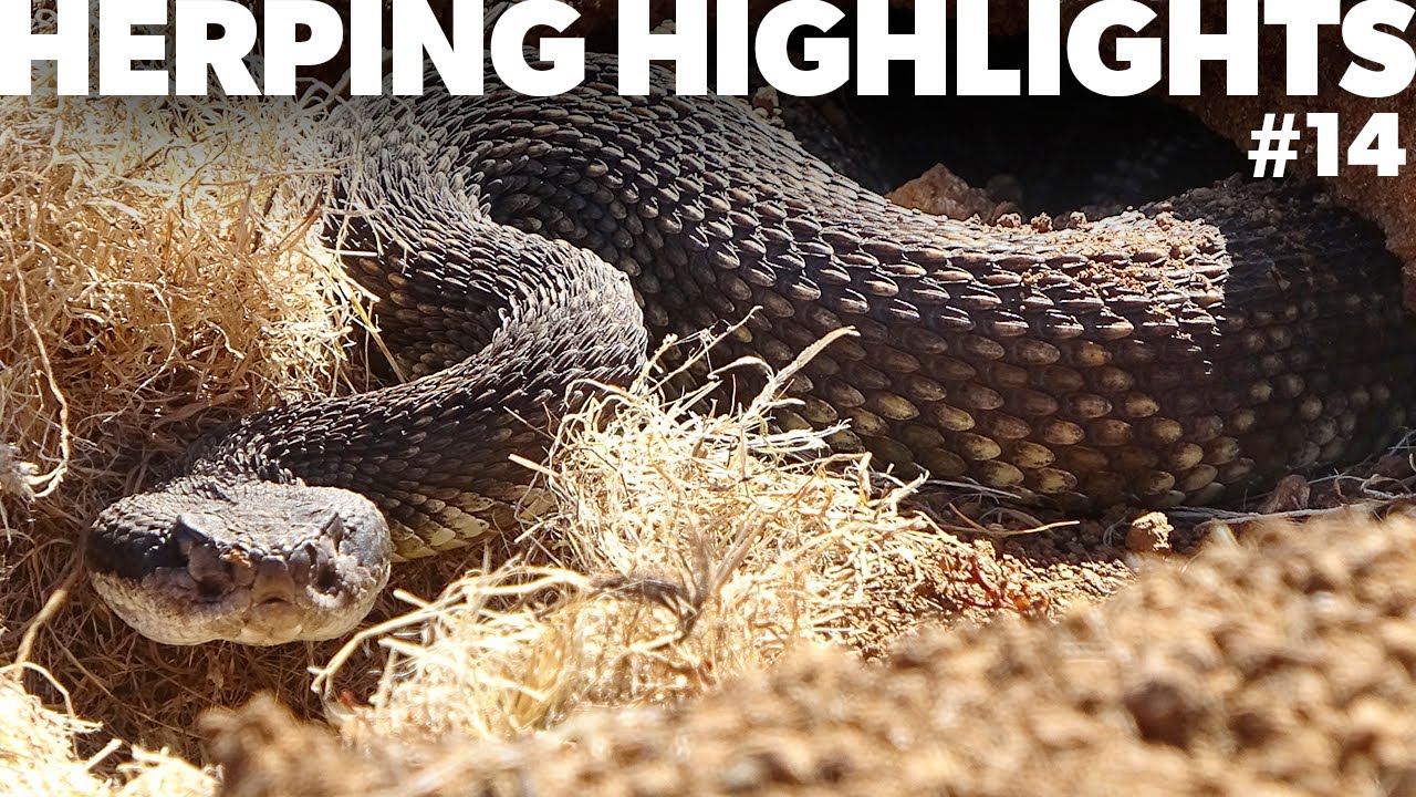 Herping Highlights #14 - WORLD'S FIRST SITCOM herping video!!! - YouTube