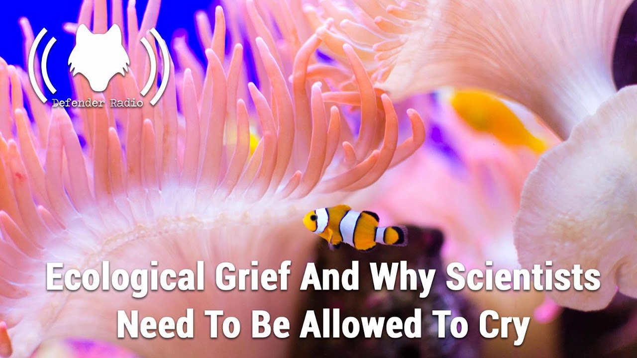 Ecological Grief And Why Scientists Need To Be Allowed To Cry - YouTube