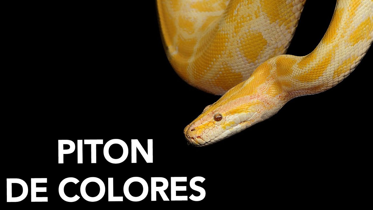 Las PITONES DE COLORES | Pitones de Nueva Guinea | Serpientes - YouTube