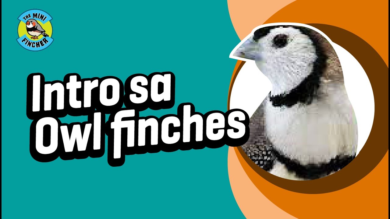 Shorts: Intro sa Owl finches - YouTube