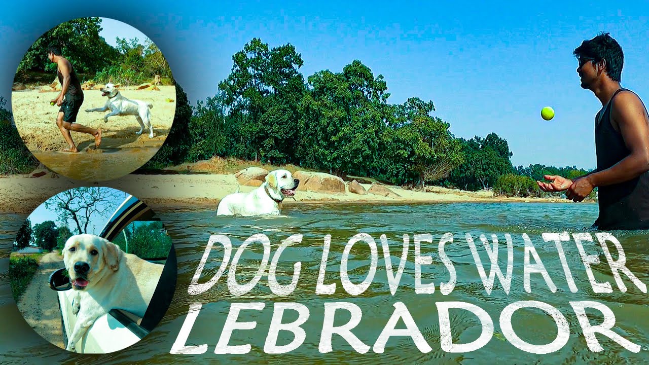 Who Can Help Me Enjoy a Sunday at Riverside with My Dog? - YouTube