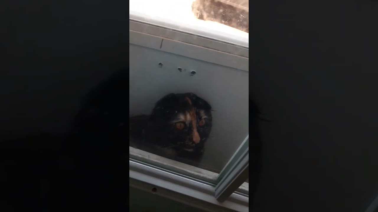 made my cat stuck between doors 🤪 - YouTube