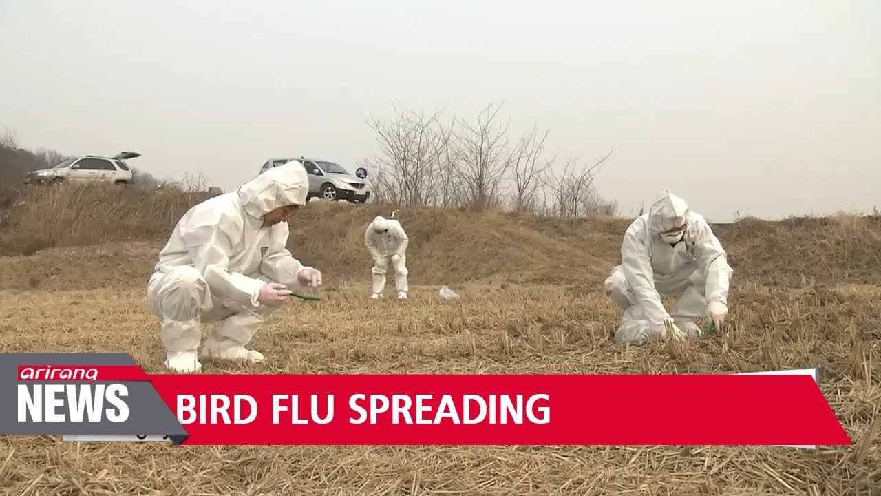 Avian flu found in wild bird droppings in southern Korea - YouTube