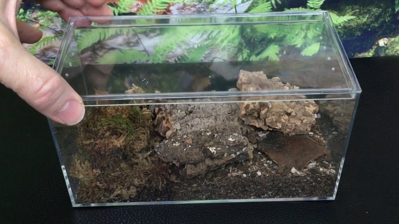Isopod Enclosure Review: www.Microvarium.com - YouTube