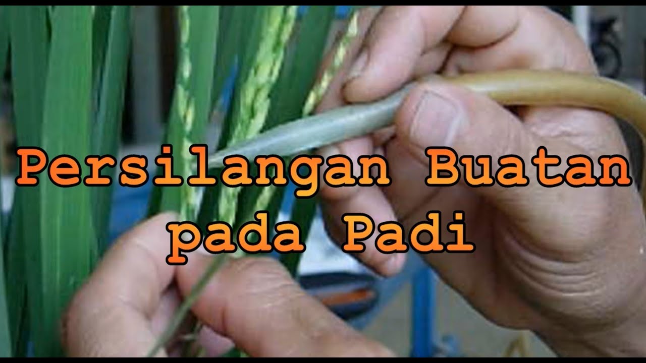 Persilangan buatan pada padi - YouTube