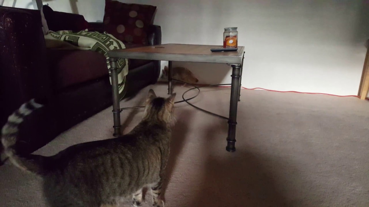 Cat Chasing A Fennec Fox - YouTube