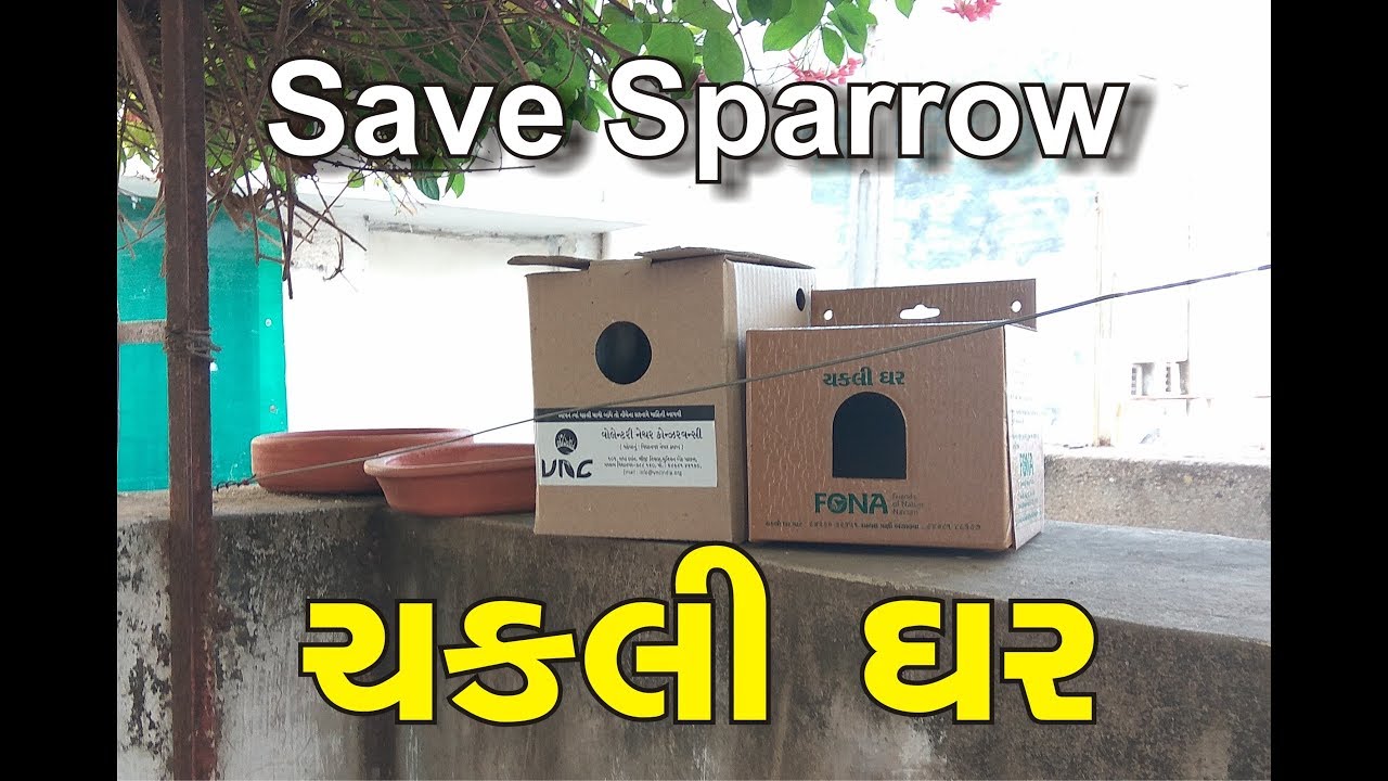 Save Sparrow || How to make sparrow house - YouTube