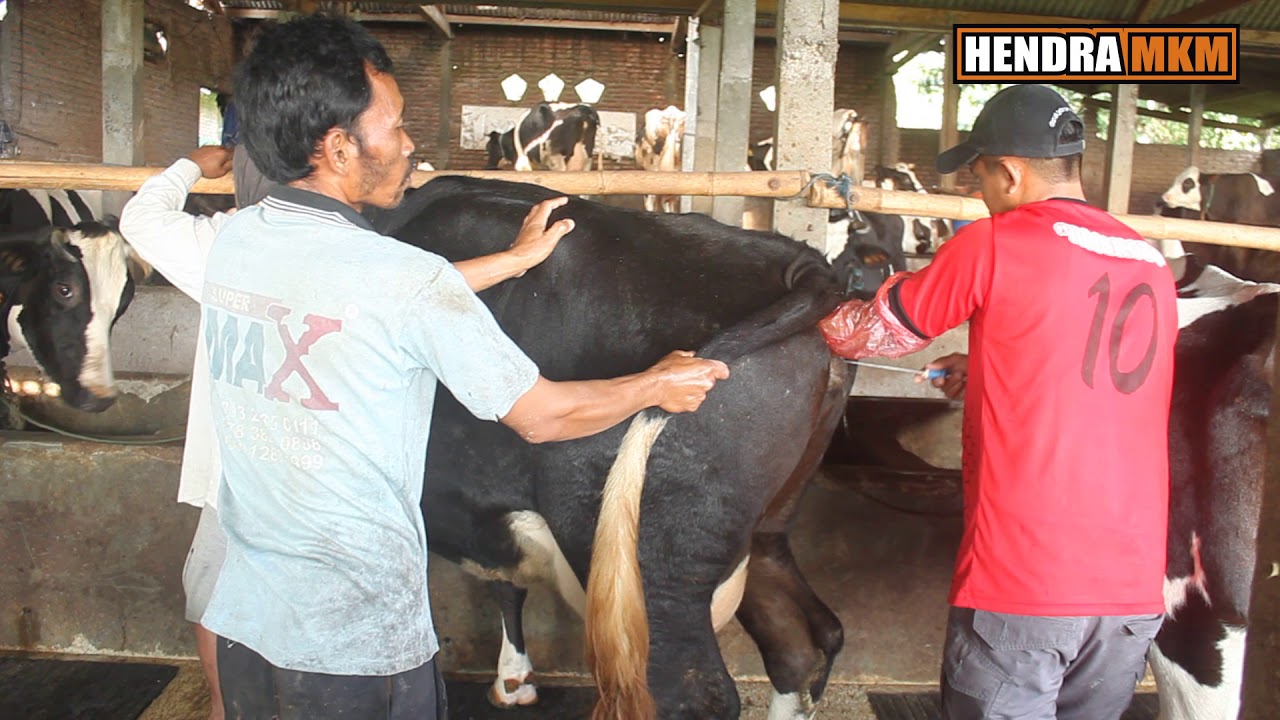 KAWIN SUNTIK (IB) PADA SAPI FH UPSUS SIWAB - YouTube