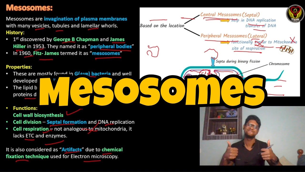 Mesosomes | History | Structure & Functions | Bacteria cell | Tamil ...