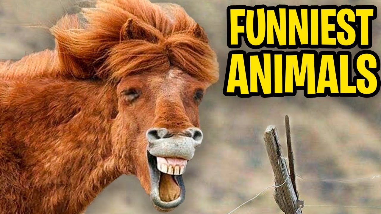 Top 10 Funniest Looking Animals in the World! (Blobfish, Proboscis ...