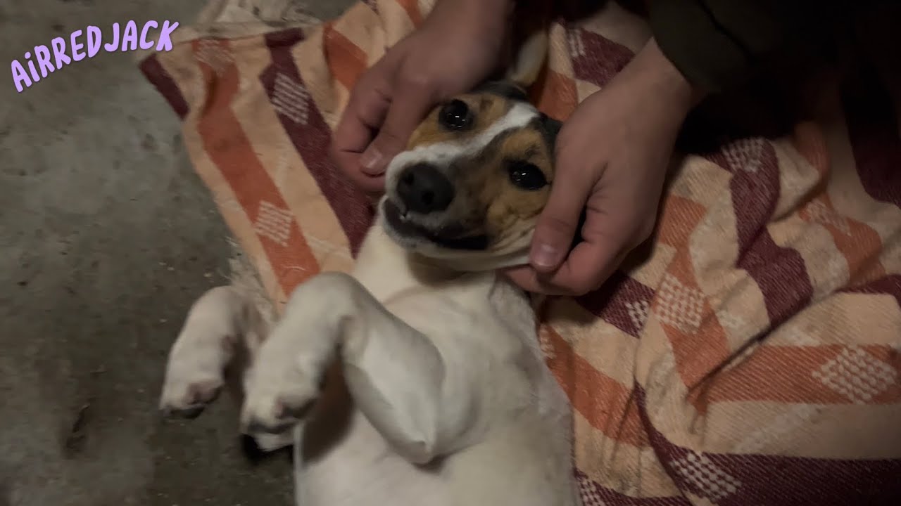 Jack Russell Terrier - Funny Moments with my Puppy Dog 4K Night Shot ...
