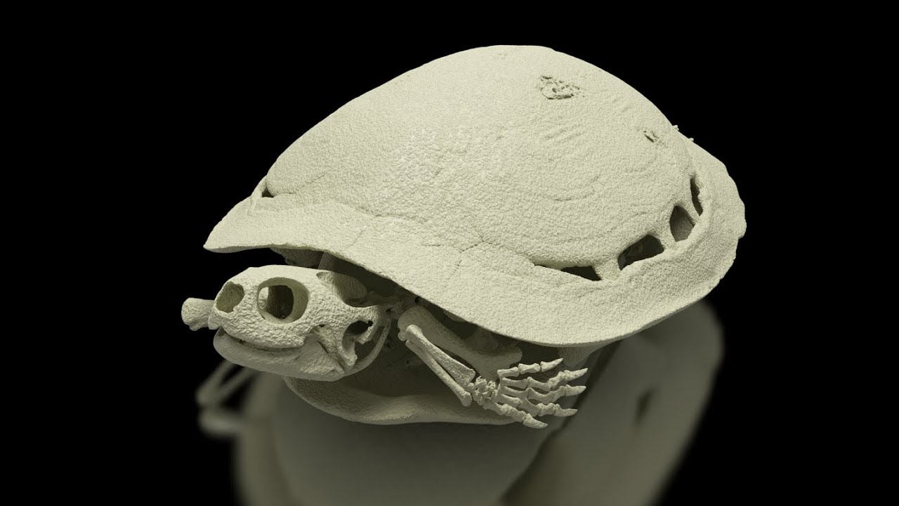 X-ray Microscopic Imaging of a Turtle - YouTube