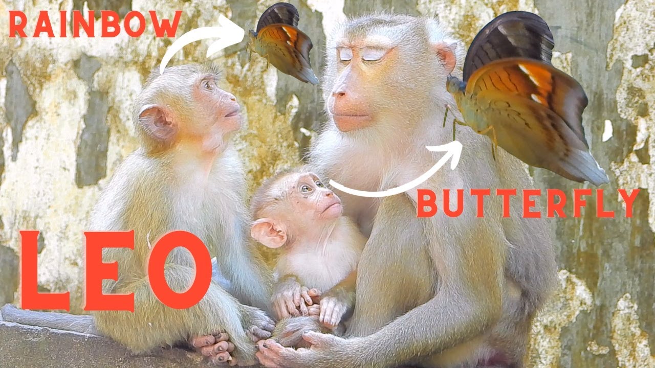 LEO AND RAINBOW WONDER HOW BUTTERFLY CAN FLY UP IN THE SKY - YouTube