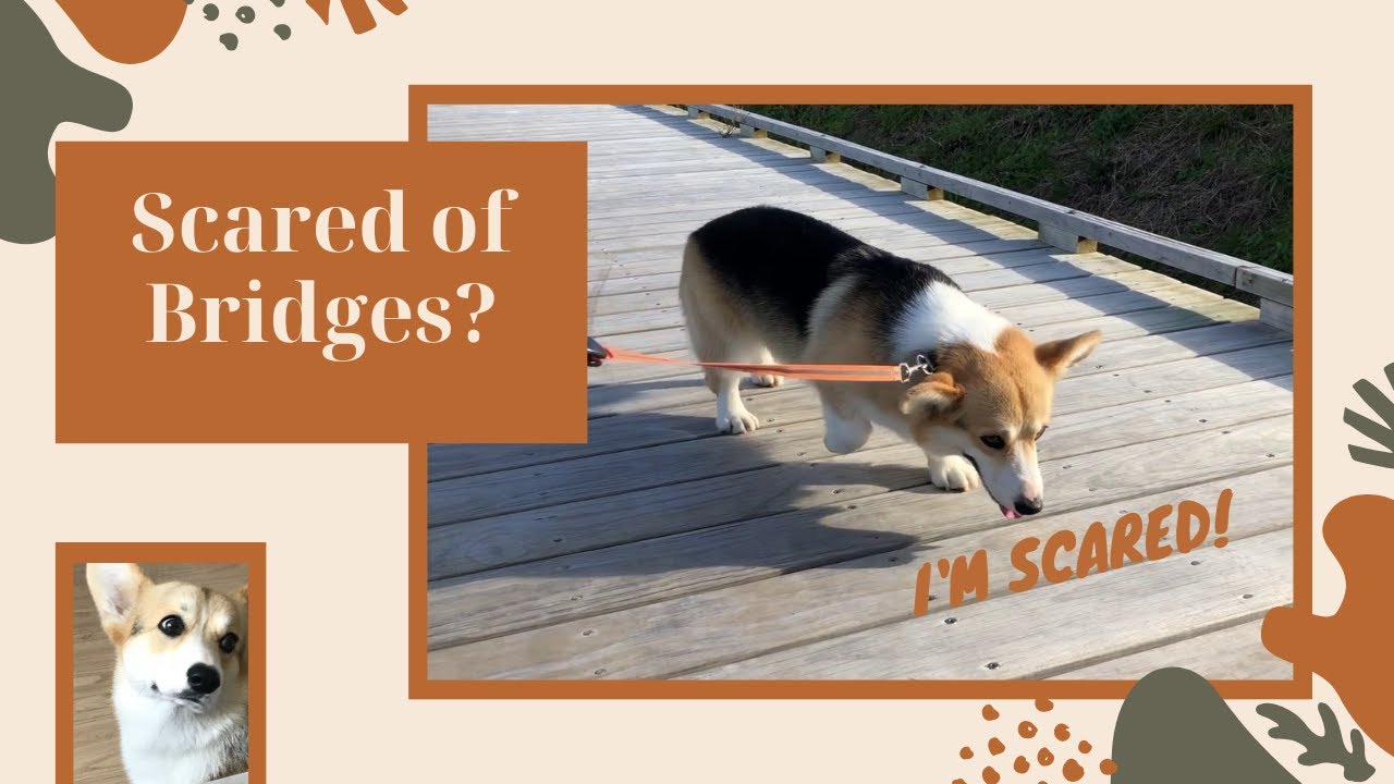 Scared Dog: Corgi afraid of crossing the bridge? Plus we meet his doggy ...