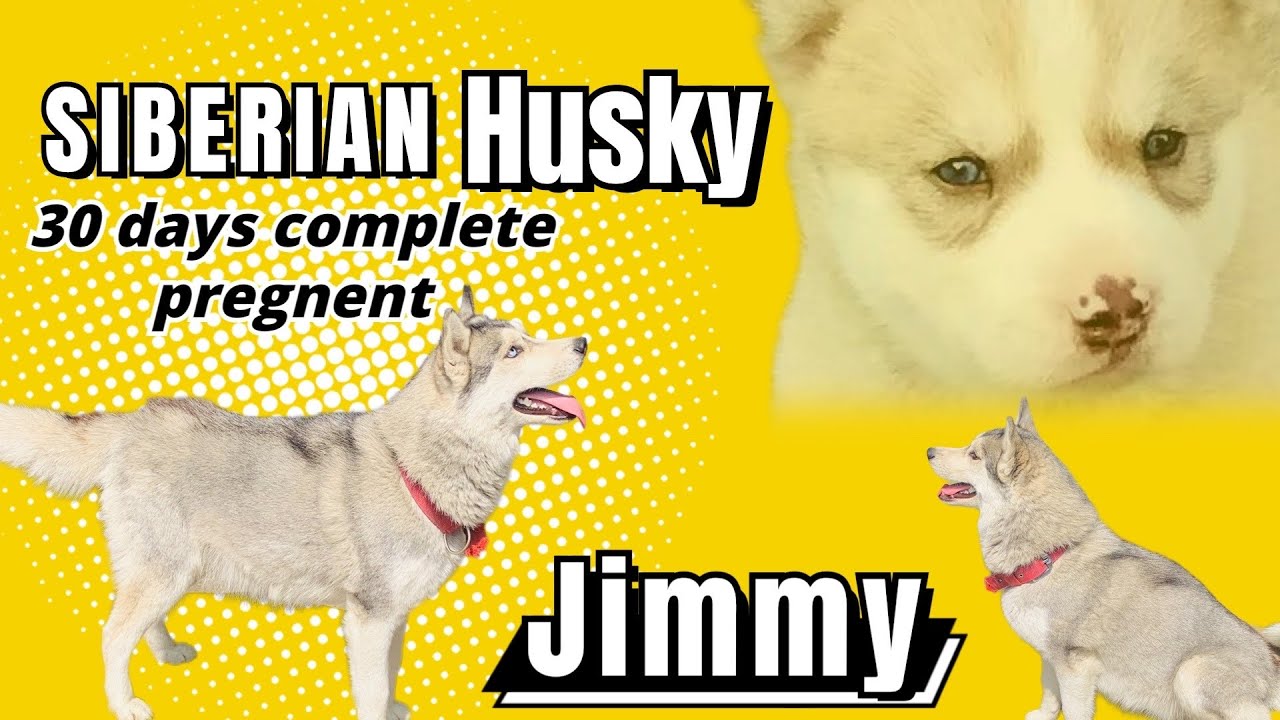 30 days pregnant dog | siberian husky pregnancy | siberian husky ...