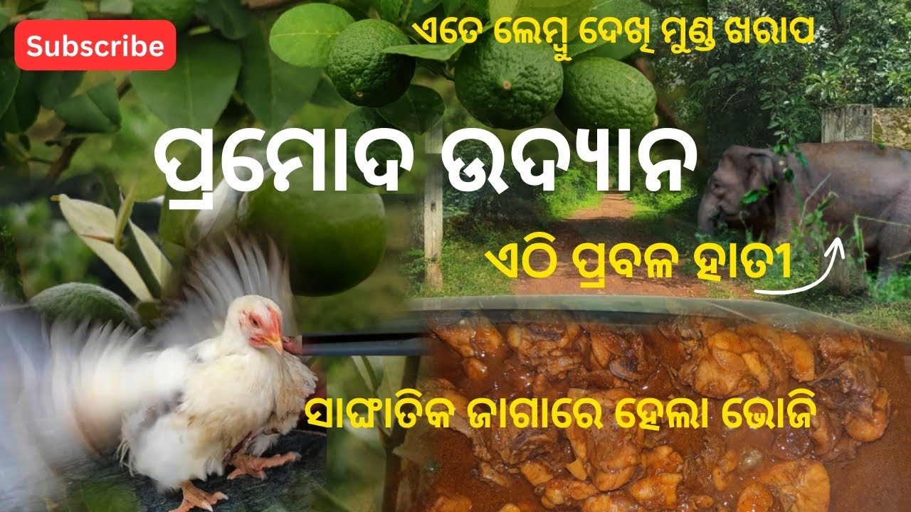 ପ୍ରମୋଦ ଉଦ୍ୟାନ || Exploring the Beauty of Promod Udyan Tangi Cuttack ...