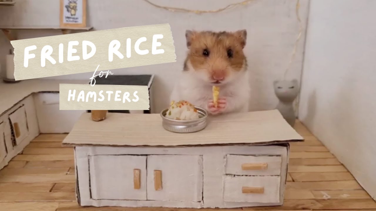How to Make Fried Rice for Hamsters - YouTube