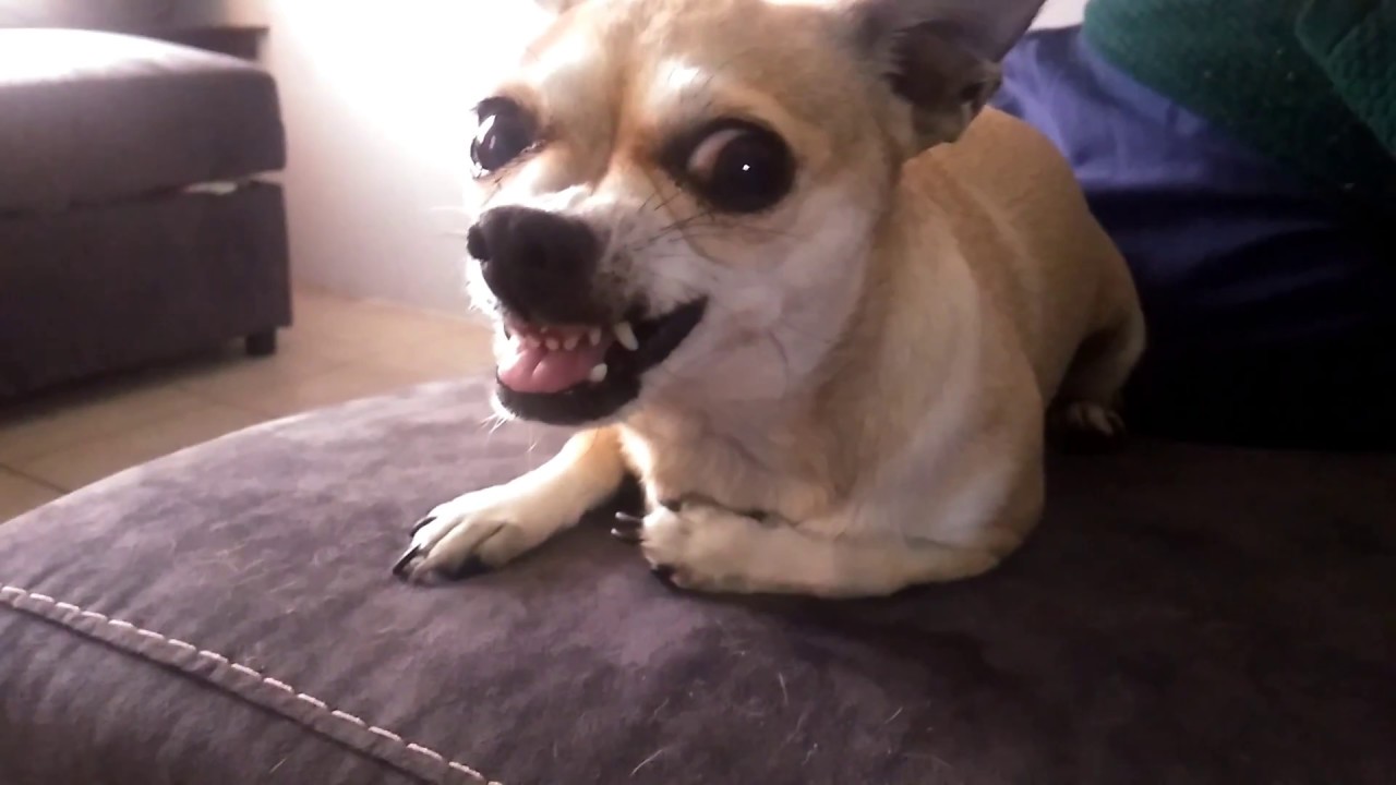 cuando le dices tocino a un perro enojado - YouTube