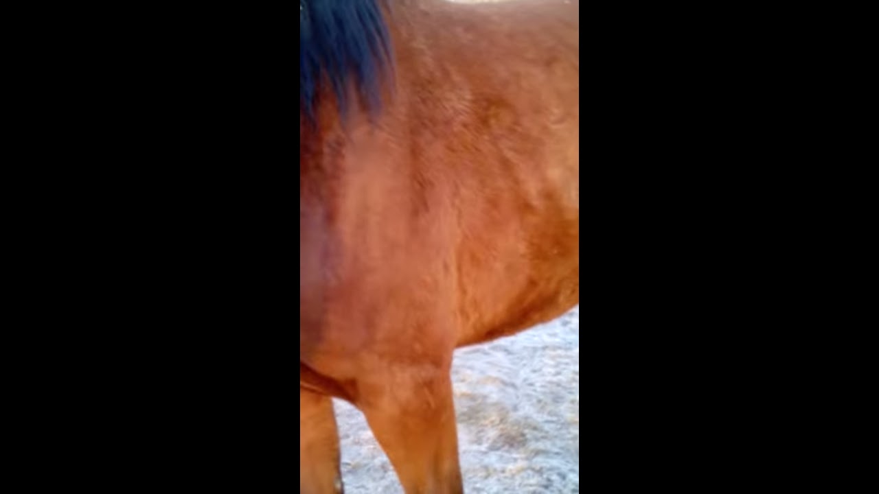 Trembling Horse YouTube trembling-horse-youtube