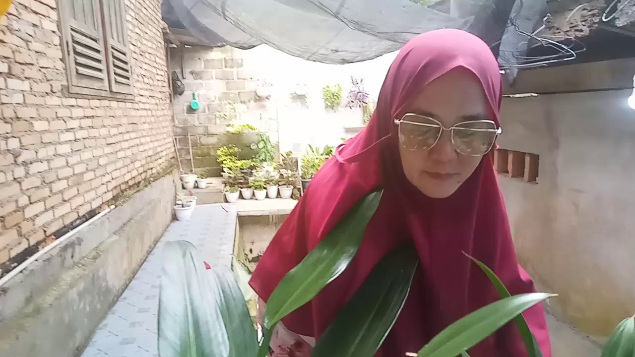 Memperkenalkan Sicantik Philo Katak - YouTube