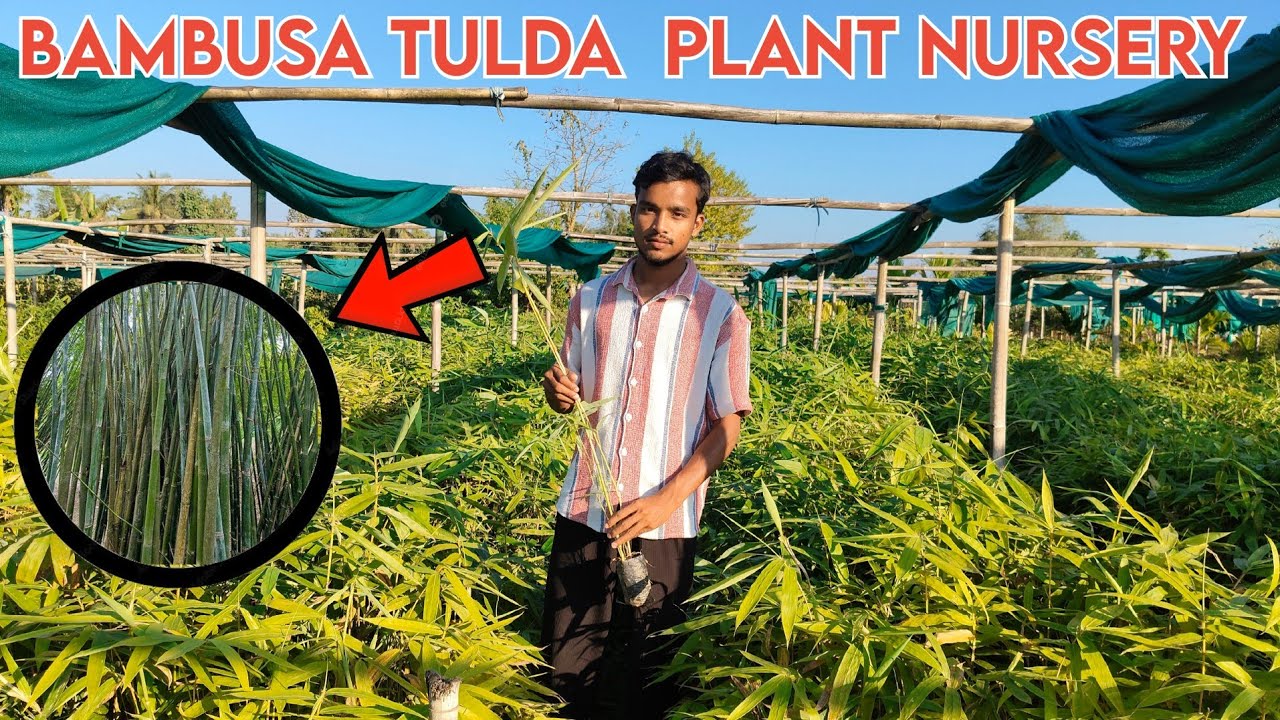 Bambusa Tulda Bamboo | High-Demand Farming Variety || Buy at Wholesale ...