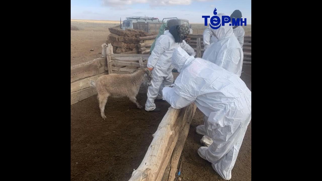 С Амарсайхан Ямааны годрон өвчин аймаг сумдад тархах эрсдэл учирсан үед вакцинжуулах бодлого