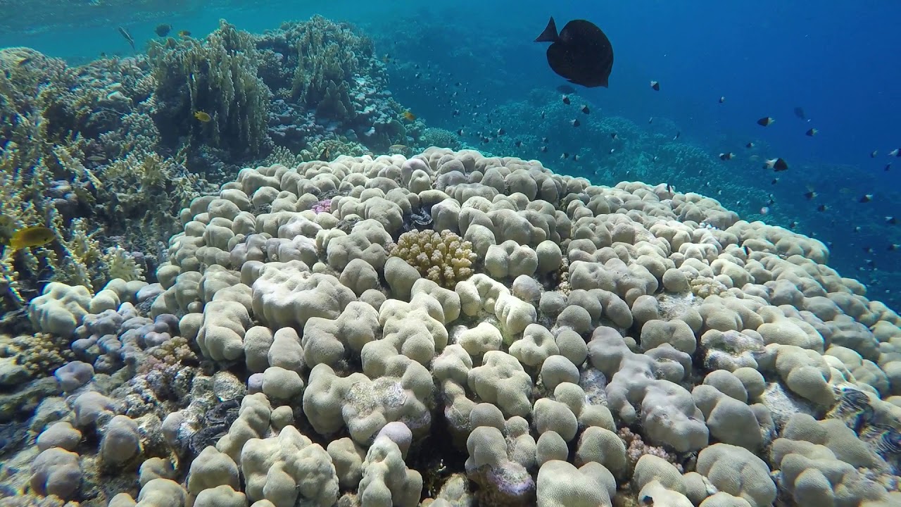 Beauty of Corals HD. FreeDiving and snorkeling. - YouTube