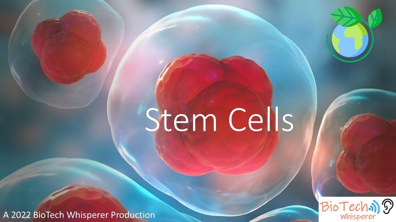 Learn About An Introduction to Stem Cells in 9 Minutes - YouTube