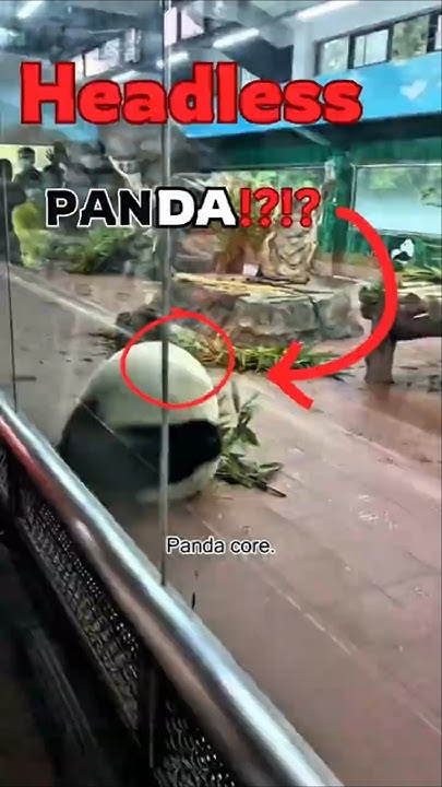 Clumsy Pandas Doing Their Best (And Failing Hilariously)#animal #funny #reels #panda #fails ...