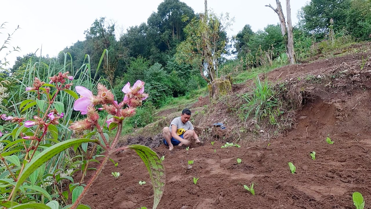 planting vegetable by bhumi sarmila in the village || village vegetable ...