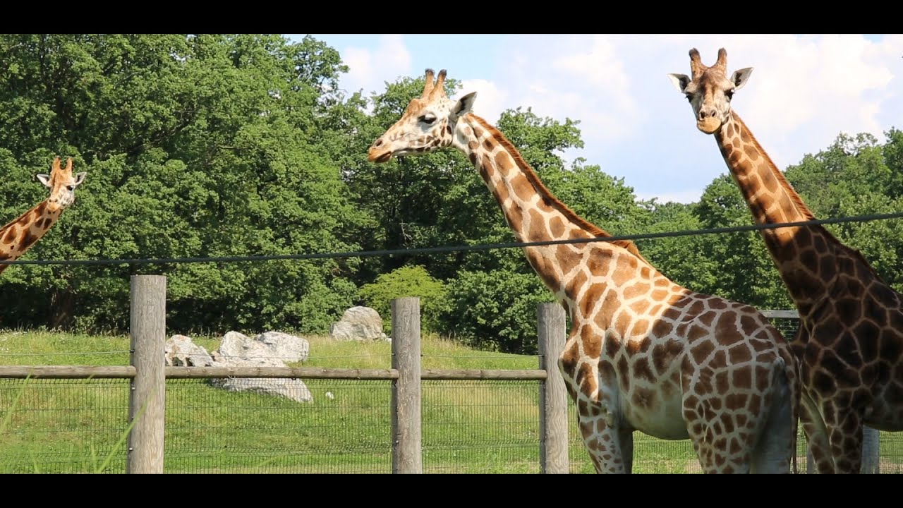 Opolszczyzna atrakcje turystyczne Opolskie film Jurapark Krasiejów ...