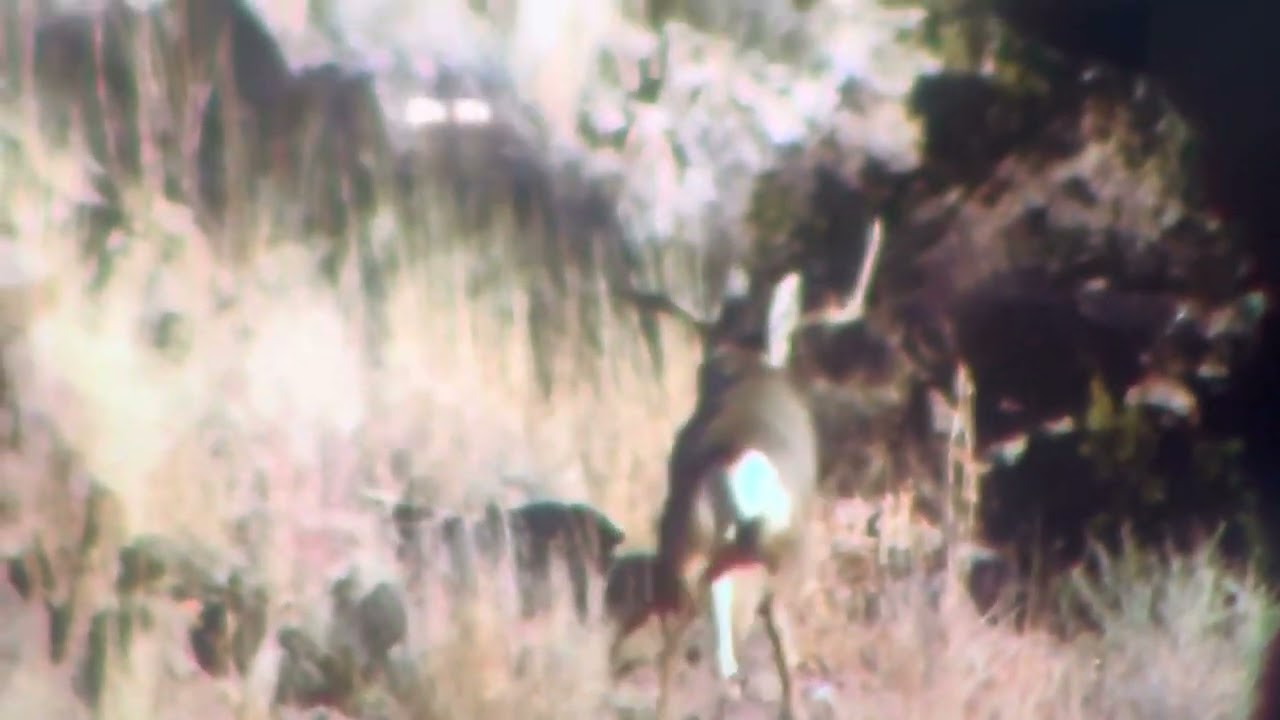 New Mexico Mule Deer Unit 17 Warrior - YouTube